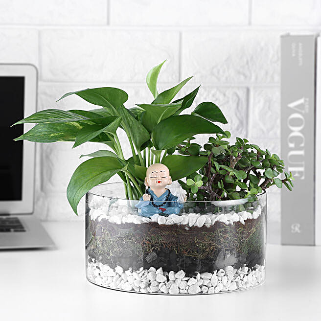 Buy/Send Jade & Money Plant Prosperity Duo Online- FNP