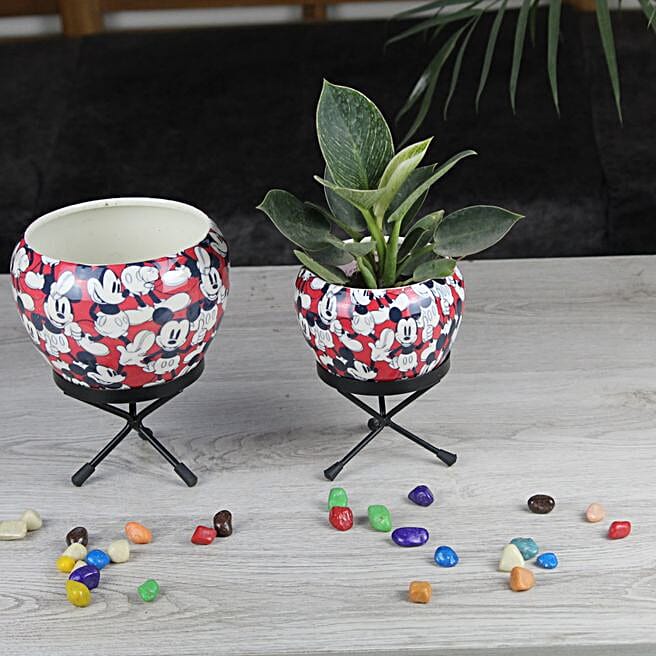 Buy/Send Aesthetic Charm Table Top Pot Set Online- FNP