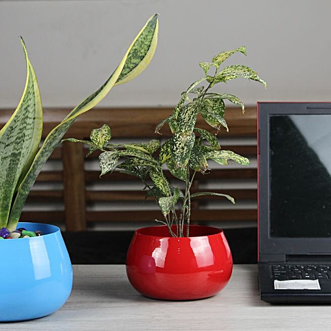 Buy/Send Gorgeous Gloss Pot Gift Set Online- FNP