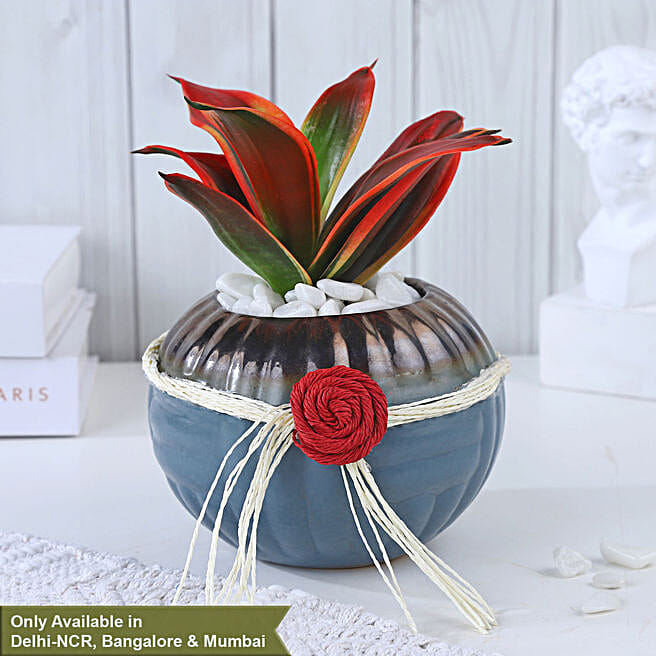 Buy/Send Ruby Glow Sansevieria Online- FNP