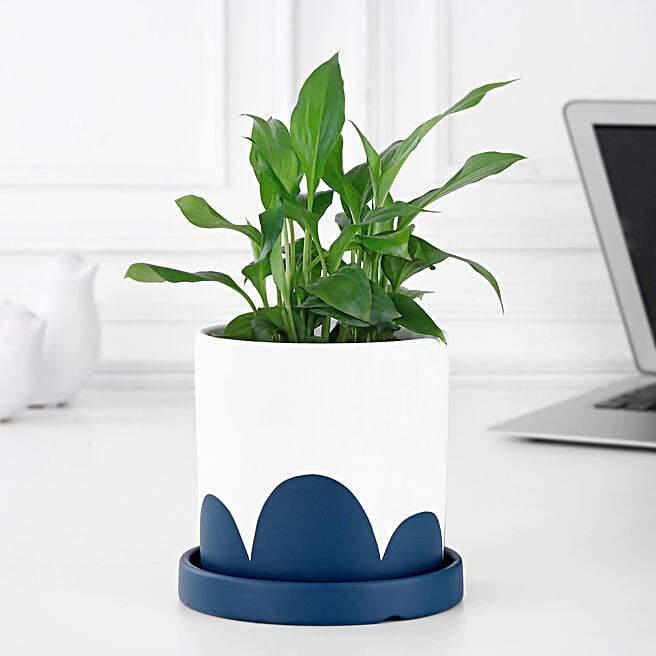 Buy/Send Zen Lily Bloom Online- FNP