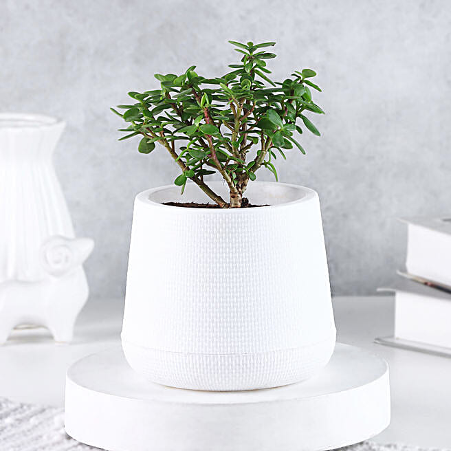 Buy/Send FNP Jade Plant with Plastic Pot Online- FNP