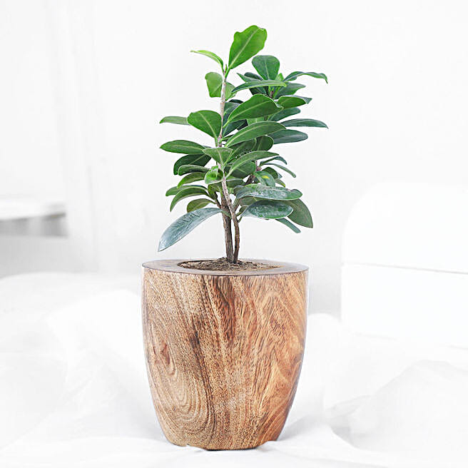 Buy/Send Ficus Compacta In Classic Sheesham Pot Online- FNP