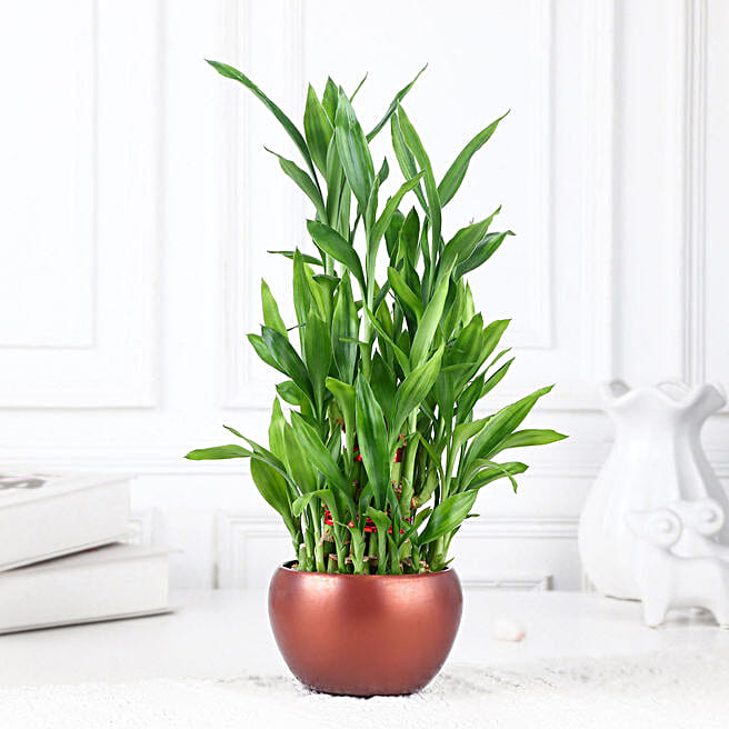 Buy/Send Lucky Bamboo Trio Delight Online- FNP