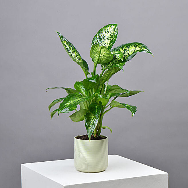 Dieffenbachia Compacta Plant qatar | Gift Dieffenbachia Compacta Plant- FNP