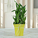 Buy/Send Life N Light Online- FNP