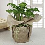 Buy/Send Cherishable Parsley Herb Plant Online- FNP