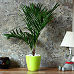 Buy/Send Rexona Palm Plant In Green Melamine Conical Pot Online- FNP