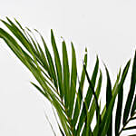 Buy/Send Rexona Palm Plant In Green Melamine Conical Pot Online- FNP