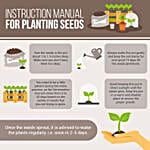 Buy/Send Anith Mizuna & Dandelion Seeds Combo Online- Ferns N Petals