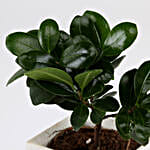 Buy/Send Ficus Compacta Plant In Concrete Pot Online- FNP
