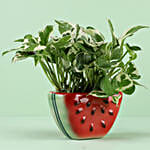 Buy/Send Pothos Njoy Plant in Watermelon Slice Pot For Anniversary ...