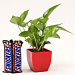 Buy/Send Snickers & Money Plant Online- FNP