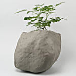 Buy/Send Red Machira Bonsai In Fibre Pot Online- FNP