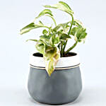 Buy/Send White Pothos Plant In Grey & White Ceramic Planter Online- FNP