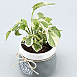 Buy/Send White Pothos Plant In Grey & White Ceramic Planter Online- FNP