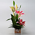 Buy/Send Pink Oriental Lilies FNP Box Arrangement Online- FNP