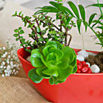 Buy/Send Goodness of Plants In Ship Pot Online- FNP