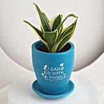 Buy/Send Summer Delight Gift Pot Online- FNP