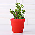 Buy/Send Jade Plant in Red Pot Online- FNP