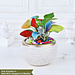 Buy/Send Colourburst Money Plant Symphony Online- FNP
