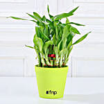 Buy/Send Jade Harmony Money Bamboo Plant Set Online- FNP