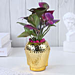 Buy/Send Purple Money Plant Online- FNP