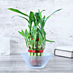 Buy/Send Zen Green 2- Layer Bamboo Plant Online- FNP