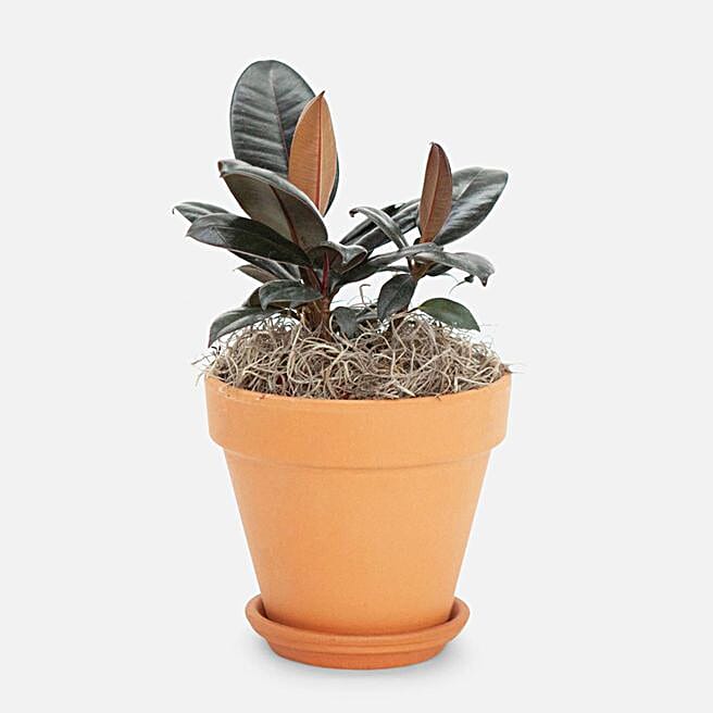Rubber Tree Foliage Plant In Nursery Pot singapore | Gift Rubber Tree ...