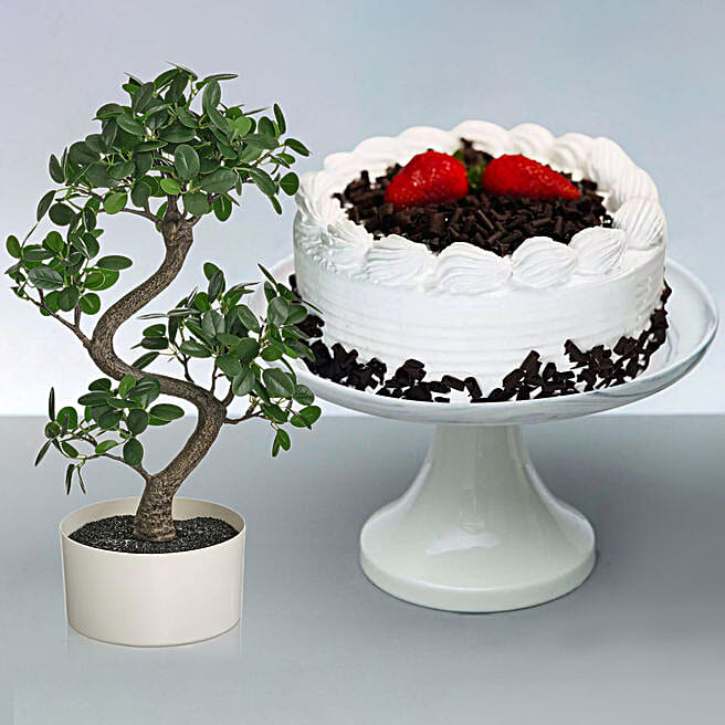 Black Forest Cake with Beautiful Bonsai Plant singapore | Gift Black ...