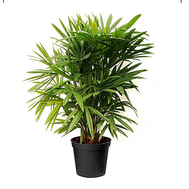 Rhapis Excelsa Plant Pot singapore | Gift Rhapis Excelsa Plant Pot- FNP