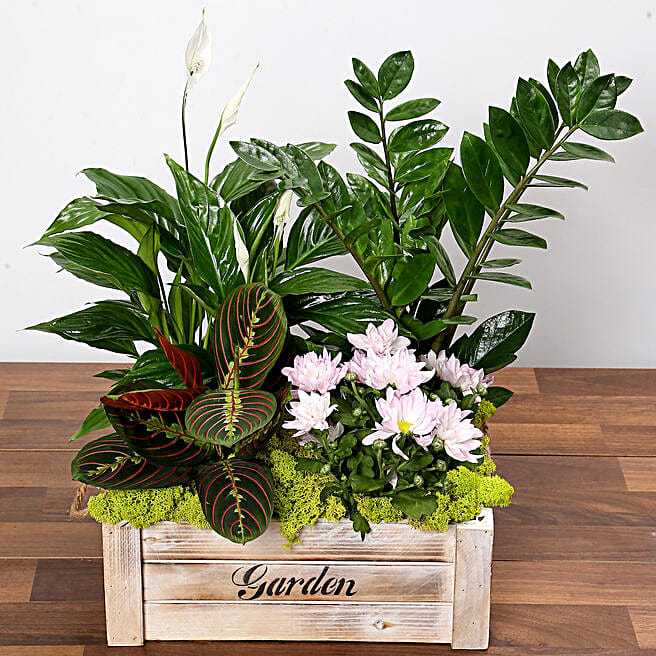Beautiful Green Garden Box uae | Gift Beautiful Green Garden Box- FNP