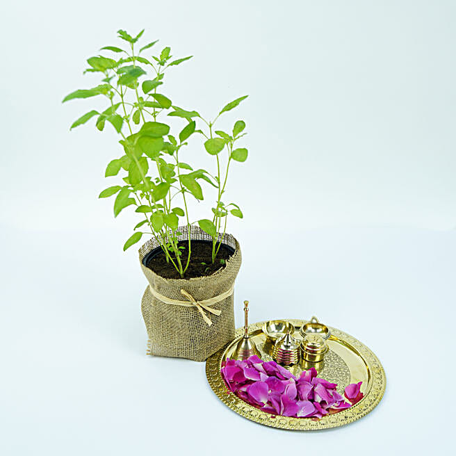 Tulsi Plant and Pooja Thali uae | Gift Tulsi Plant and Pooja Thali- FNP