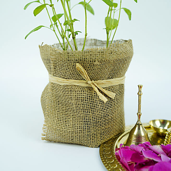 Tulsi Plant and Pooja Thali uae | Gift Tulsi Plant and Pooja Thali ...