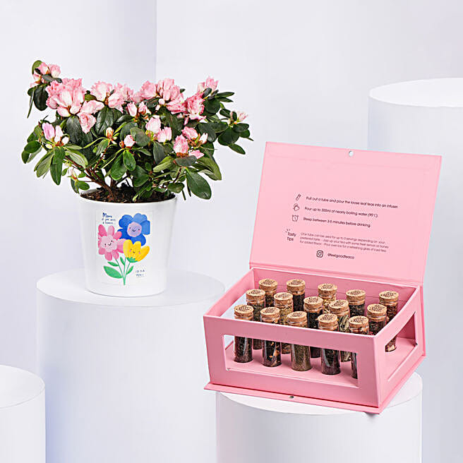 Azalea Plant With Feel Good Tea Box uae | Gift Azalea Plant With Feel ...