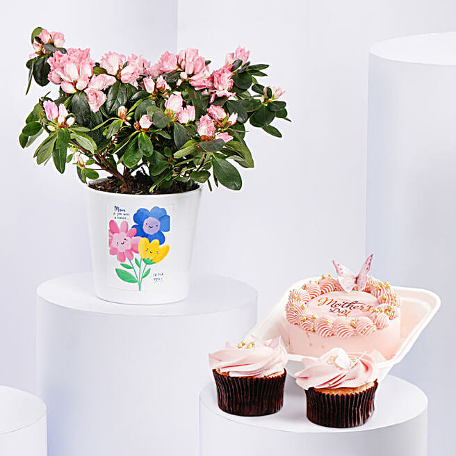 Azalea Plant With Bento Cake And Cupcakes uae | Gift Azalea Plant With ...