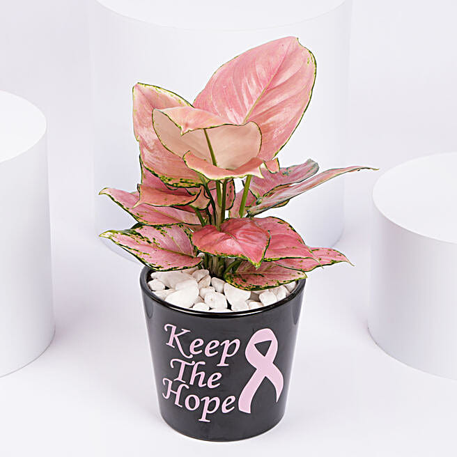 Keep The Hope Pink Ribbon Theme Plant uae | Gift Keep The Hope Pink ...
