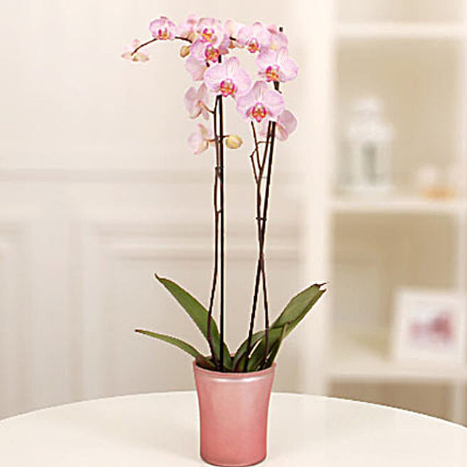 Spectacular Bunch uk | Gift Spectacular Bunch- FNP