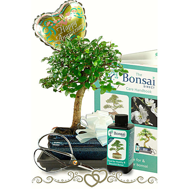 Anniversary Chinese Elm Plant Bonsai Hamper uk | Gift Anniversary ...