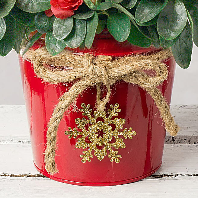 Red Azalea Festive Plant Pot uk | Gift Red Azalea Festive Plant Pot- FNP