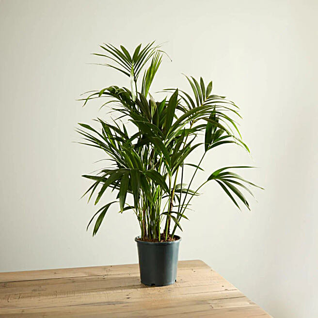 Kentia Palm uk | Gift Kentia Palm- FNP