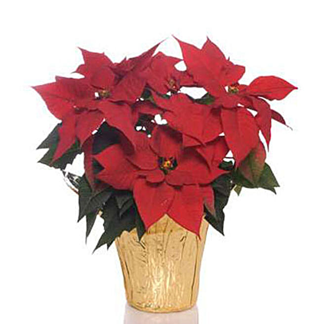 Pot Of Gold Poinsettia usa | Gift Pot Of Gold Poinsettia- FNP