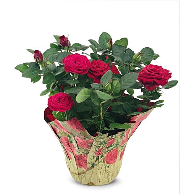 Majestic Potted Rose Plant usa | Gift Majestic Potted Rose Plant- FNP
