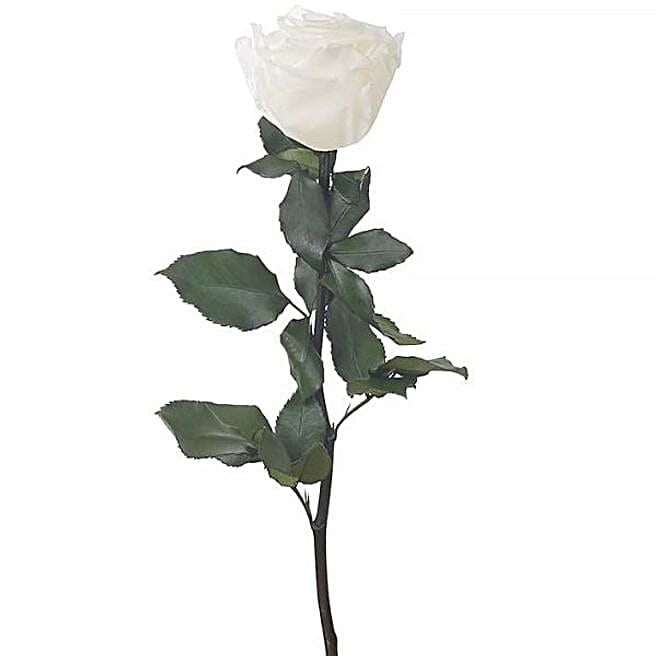 Trinity Long Stemmed Eternal Rose Gift Box usa | Gift Trinity Long ...